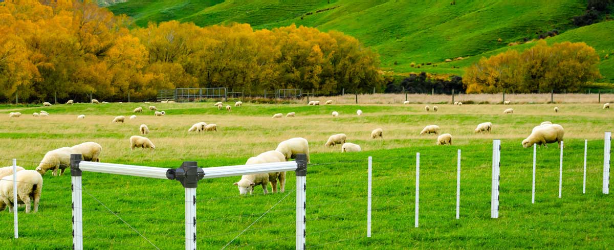 Which Trellis Post is Best in NZ? PVC vs Timber vs Recycled Plastic
