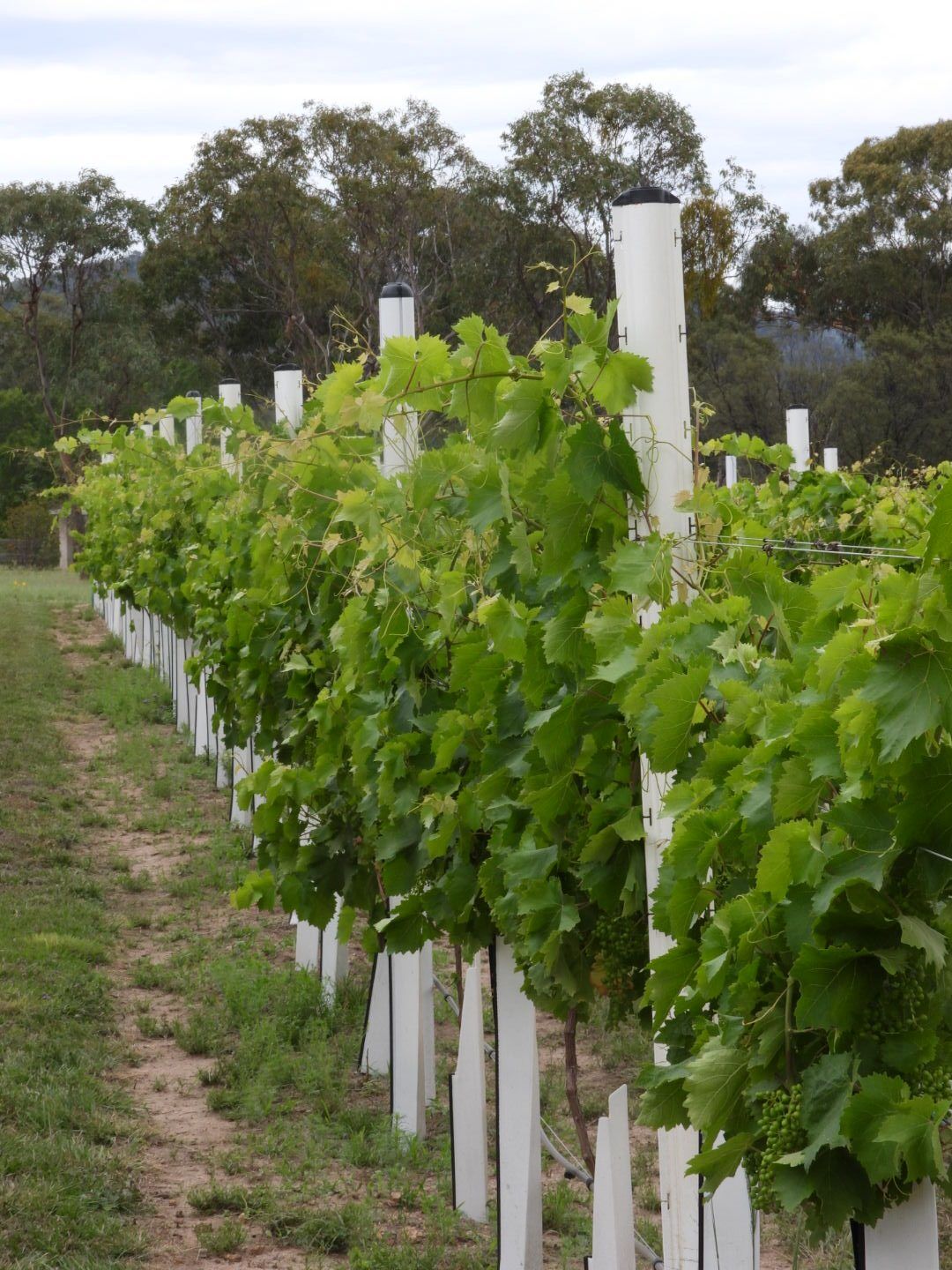 Which Trellis Post is Best in NZ? PVC vs Timber vs Recycled Plastic